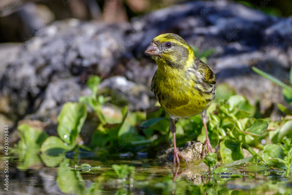 Girlitz (Serinus serinus) Männchen Stock Photo | Adobe Stock