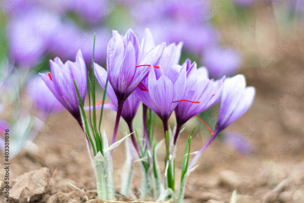 purple crocus flowers Close view of saffron flower plant. Saffron ...