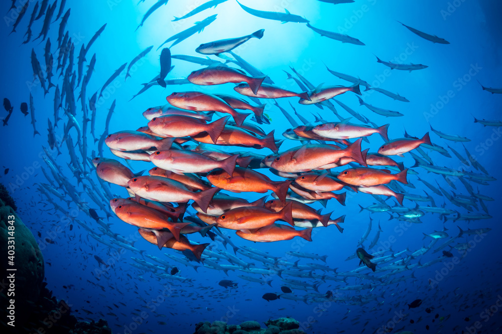 Schooling pinjalo snapper and baracuda swiming above coral reef Stock ...