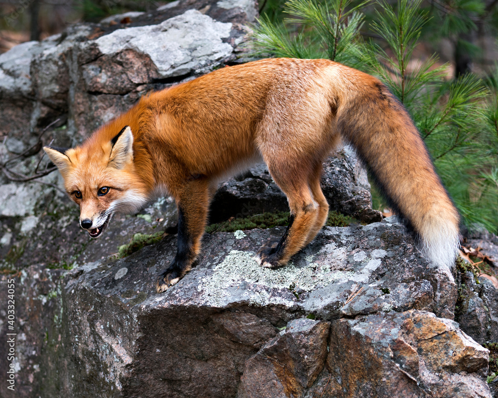Red Fox photo stock. Red fox close-up profile view standing on a big ...