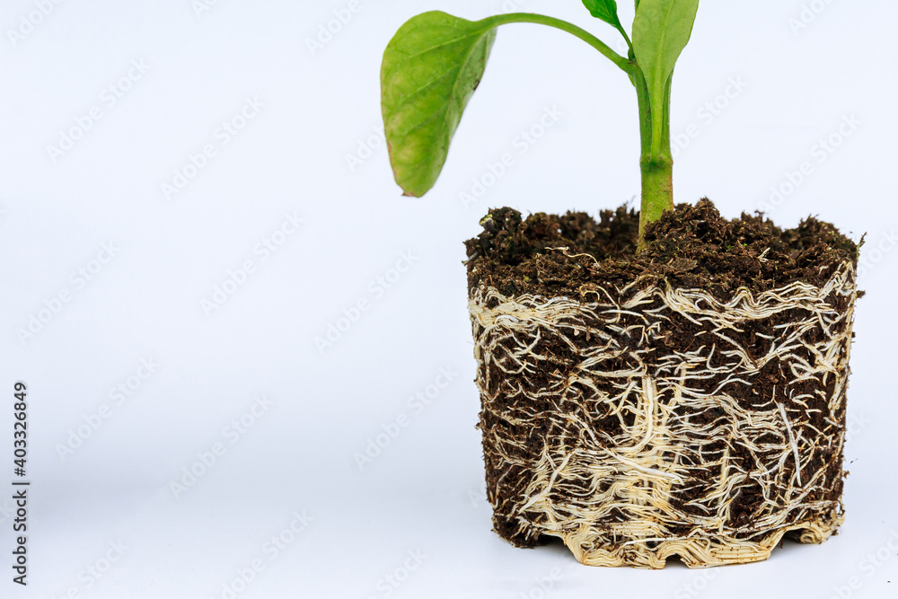 Bell pepper seedling with a well-developed root system on a white ...