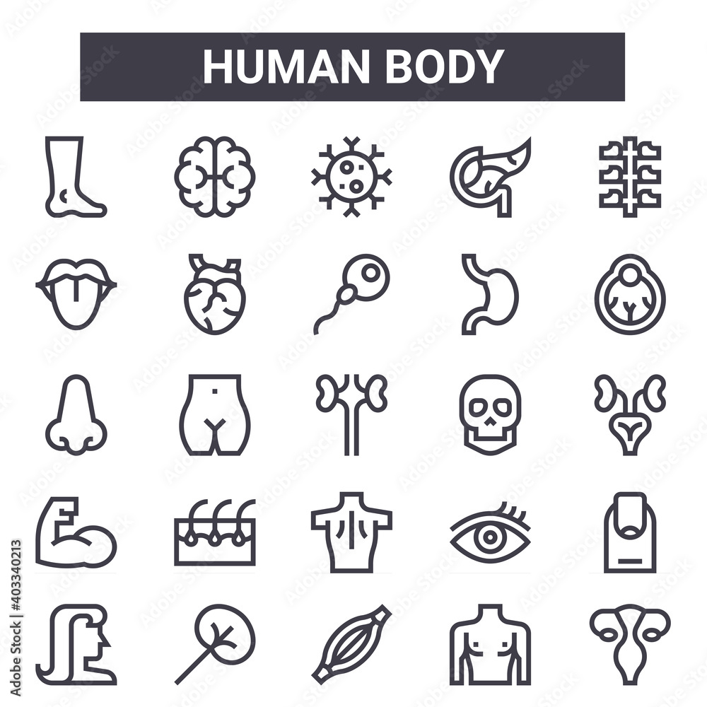 Vetor de human body outline icon set. includes thin line icons such as ...