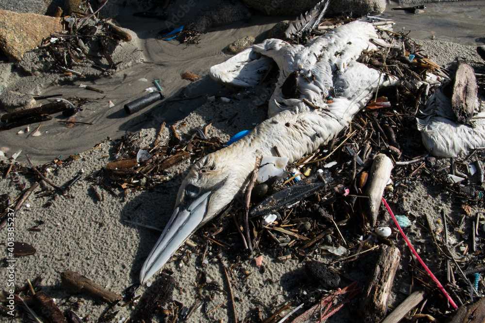 Dead and rotten bird on the beach due to plastic pollution in the sea ...