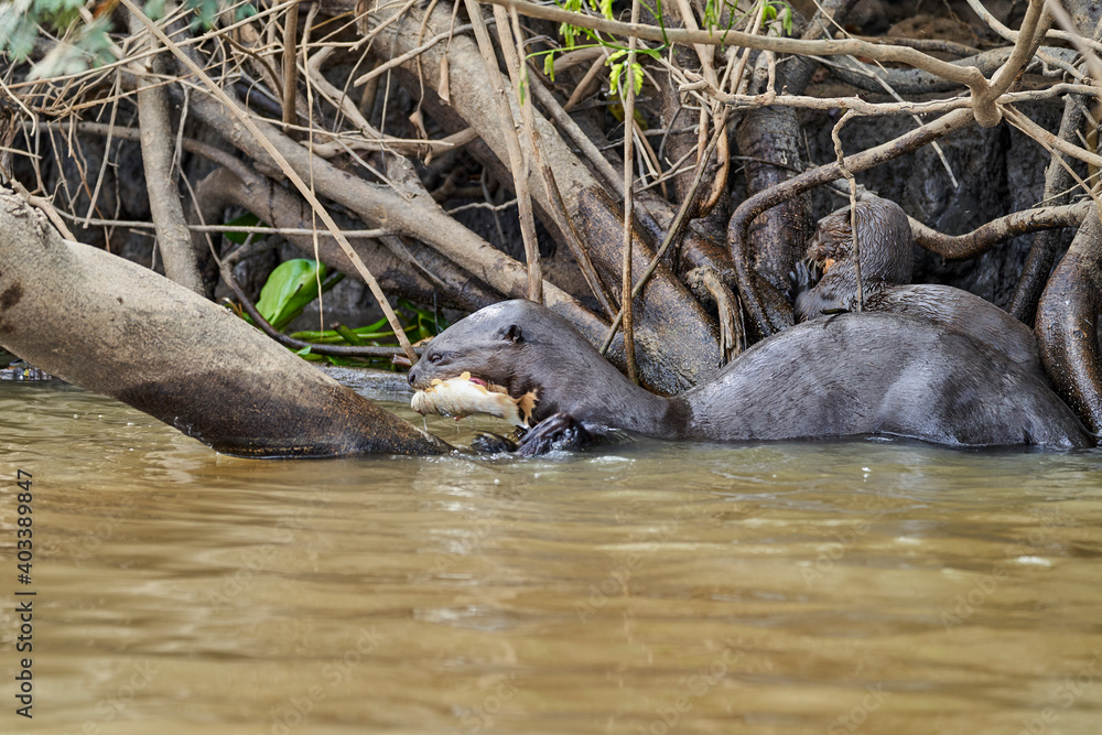 giant river otter, Pteronura brasiliensis, a South American carnivorous ...