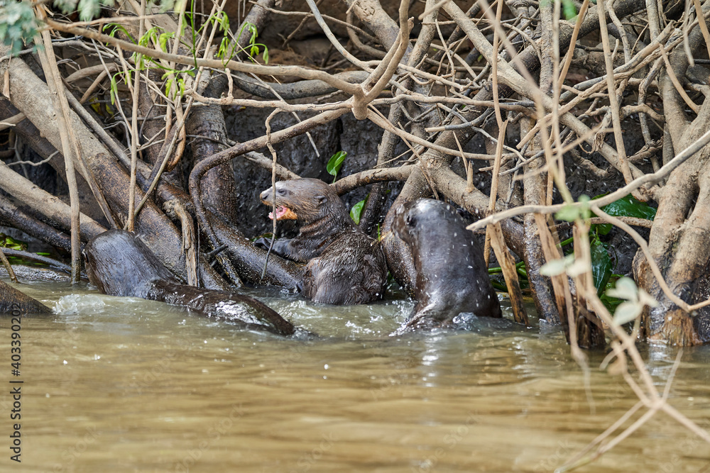 Poster giant river otter, Pteronura brasiliensis, a South American ...