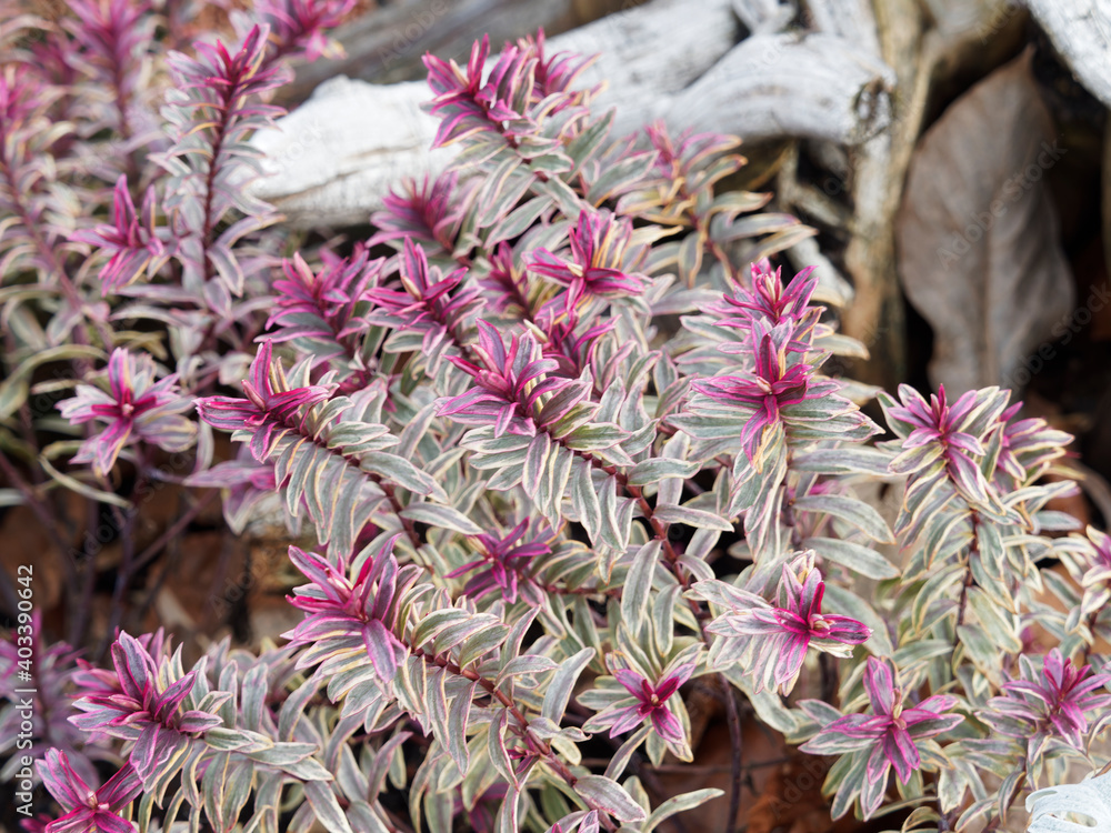 Euphorbia x martinii / Martin's spurge with variegated foliage, cream ...