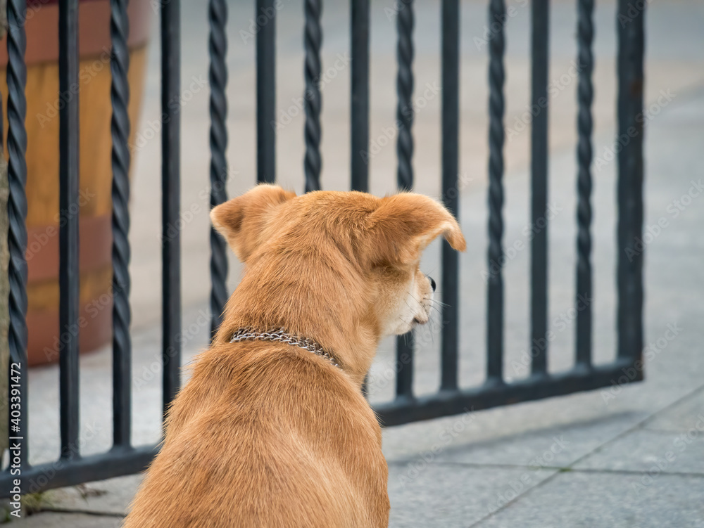Back view of an orange dog pet and a open metal gate. Stock Photo ...