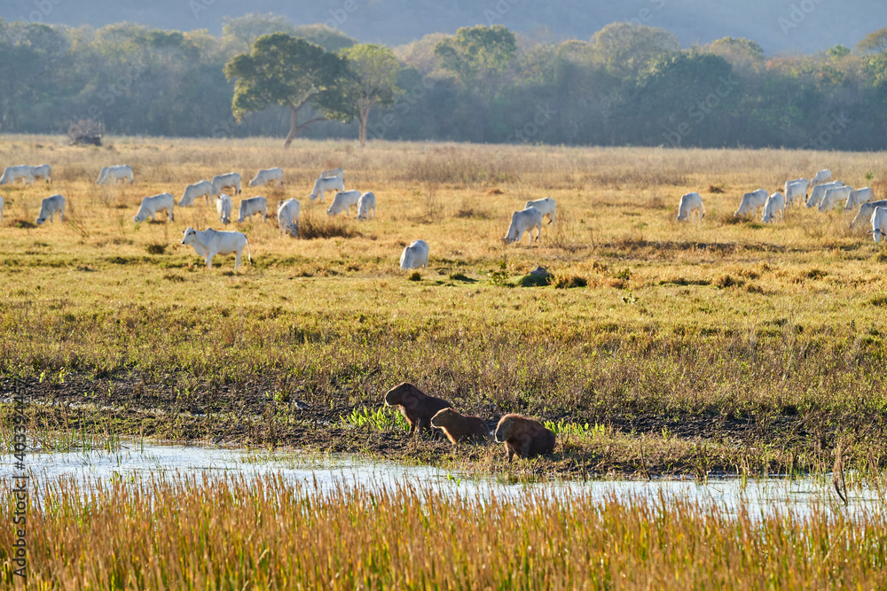 capybara family, Hydrochoerus hydrochaeris, the largest living rodent ...