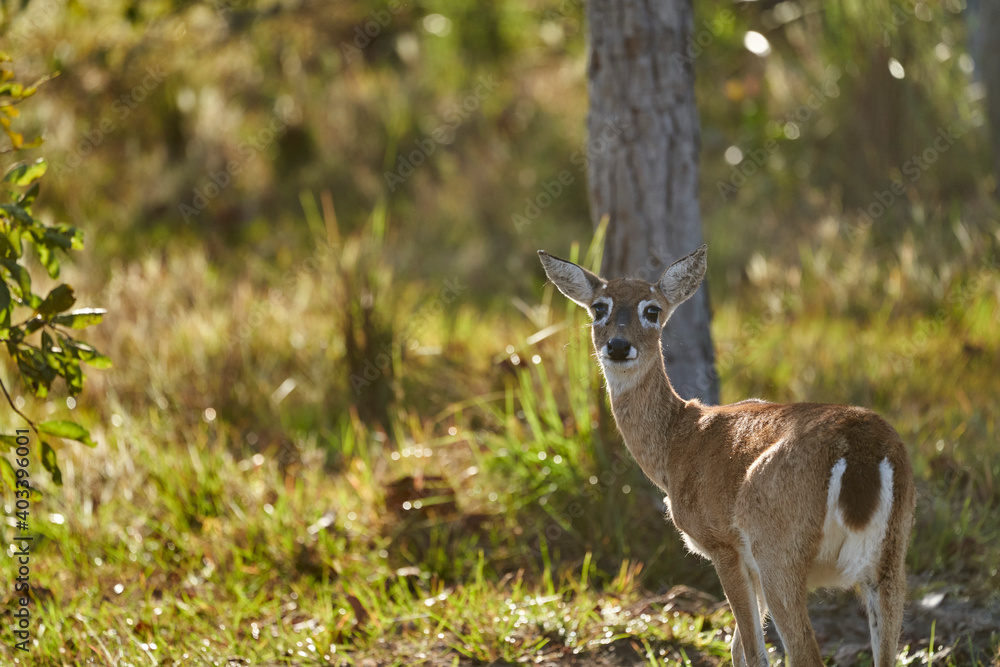 The marsh deer, Blastocerus dichotomus, also swamp deer, largest deer ...