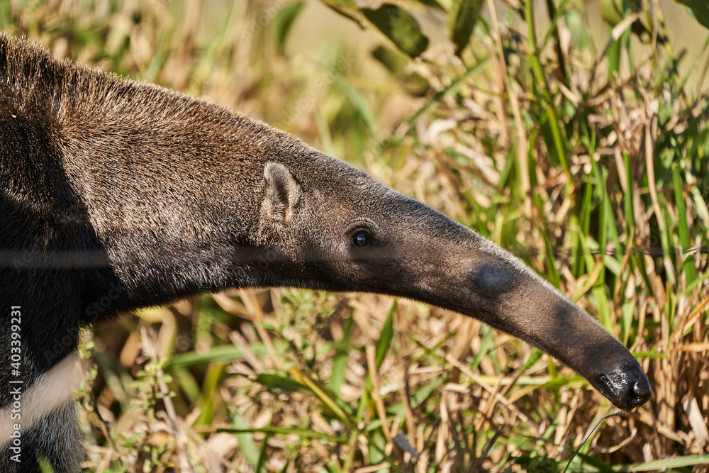 North American Anteater