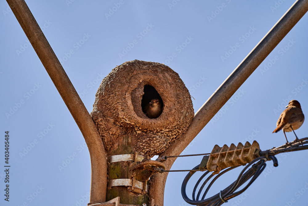 The rufous hornero, Furnarius rufus, red ovenbird, is a medium sized ...