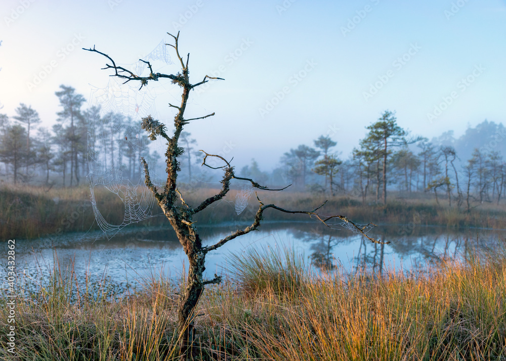 misty mire landscape with swamp pines and traditional mire vegetation ...