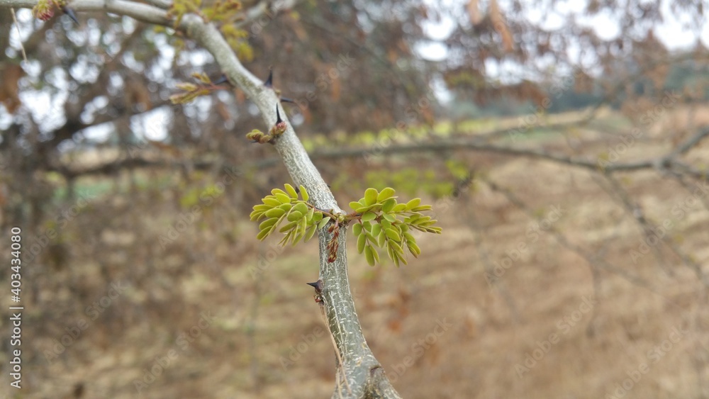 Senegalia modesta phulahi tree in pakistan Stock Photo | Adobe Stock
