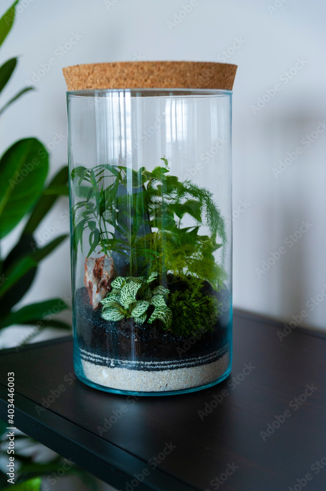 Small decoration plants in a glass bottle/garden terrarium bottle ...