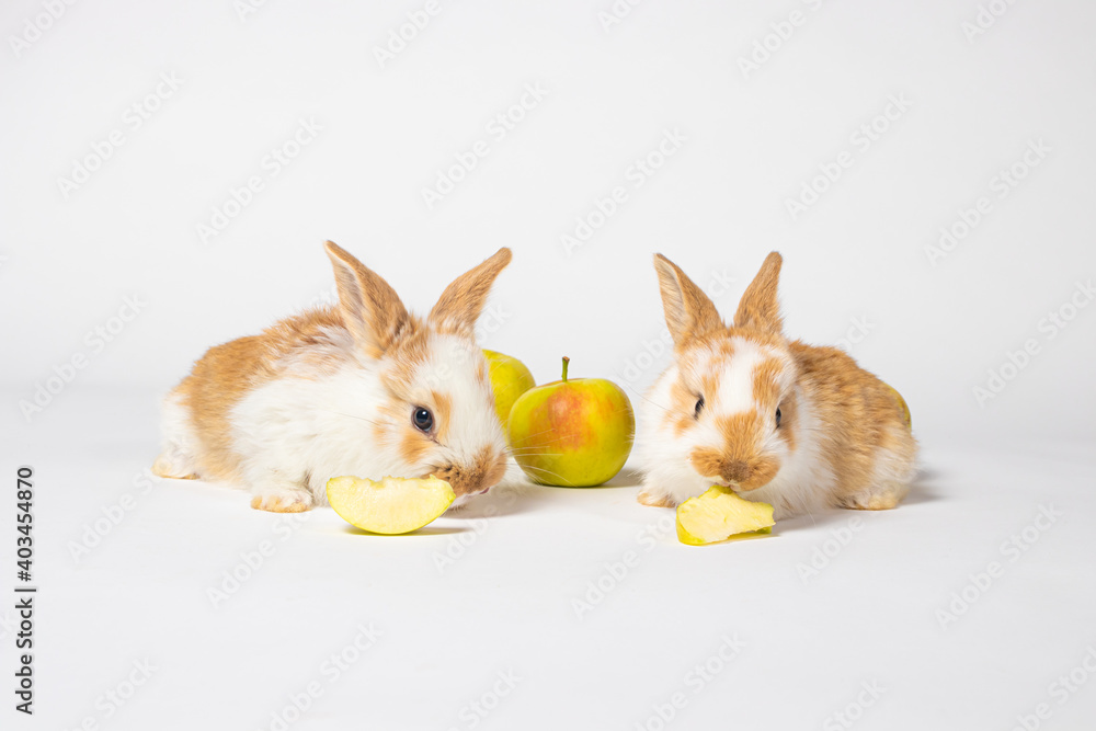 Two little red fluffy rabbits are eating yellow apples on a white ...