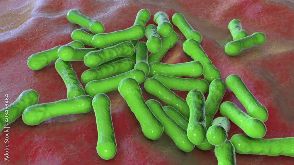 Bacteria Corynebacterium diphtheriae, Gram-positive rod-shaped ...