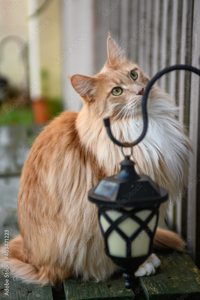 Fluffy Maine Coon cat. A cute Maine Coon female cat portrait. Stock ...