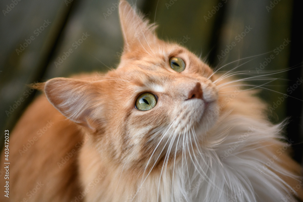Fluffy Maine Coon cat. A cute Maine Coon female cat portrait. Stock ...