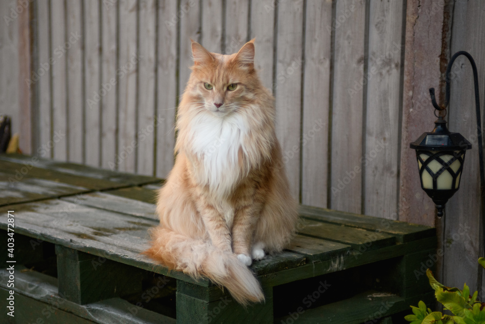Fluffy Maine Coon cat. A cute Maine Coon female cat portrait. Stock ...