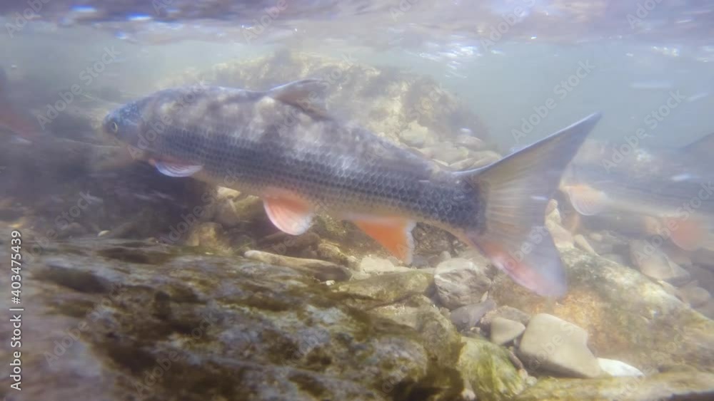 Underwater footage of Nase carp. Spawning Chondrostoma nasus ...