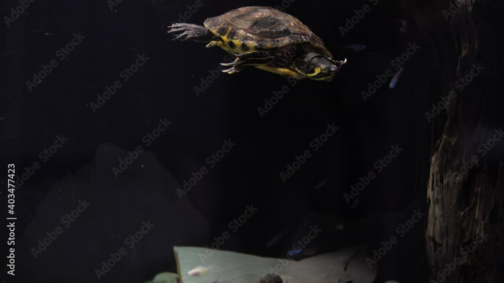 Panning down shot of a turtle yellow belly slider (Trachemys scripta ...
