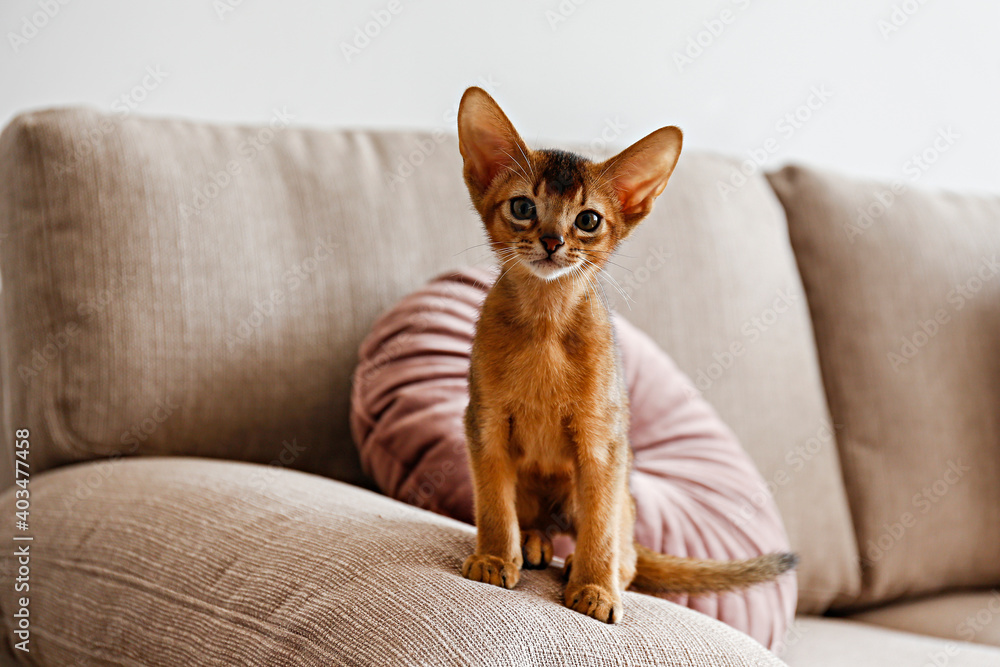 Cinnamon Abyssinian