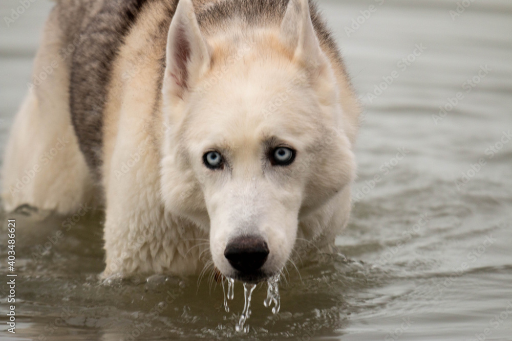 Series of photos showing a siberian husky dripping wet and running out ...
