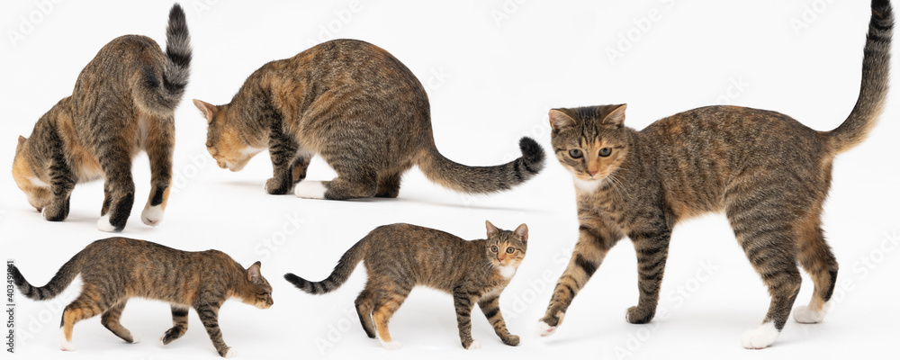 Multiple cat positions when walking freely and playing and sniffing on ...