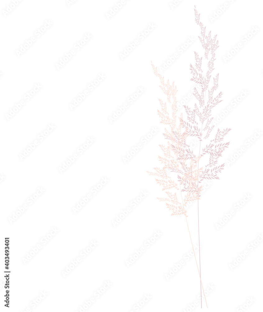 Vector stock illustration of pampas grass. Cream branch of dry grass ...