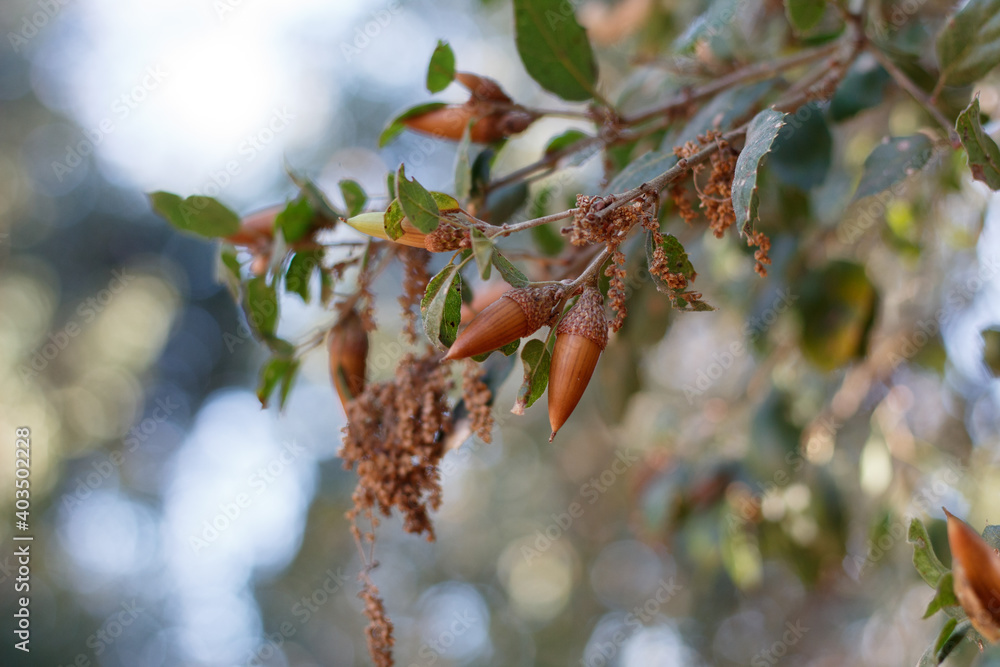 Mature brown acorn nut fruit of Coast Live Oak, Quercus Agrifolia ...
