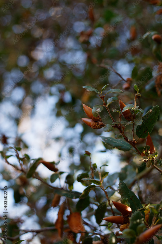 Mature brown acorn nut fruit of Coast Live Oak, Quercus Agrifolia ...