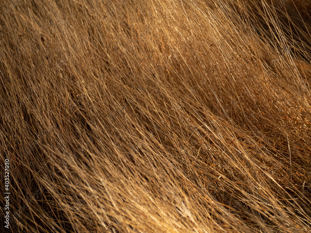 Fondo abstracto y texturas de pasto seco. Stock Photo | Adobe Stock