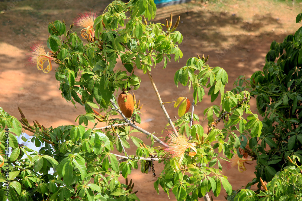 salvador, bahia, brazil - january 6, 2021: monguba fruit (Pachira ...