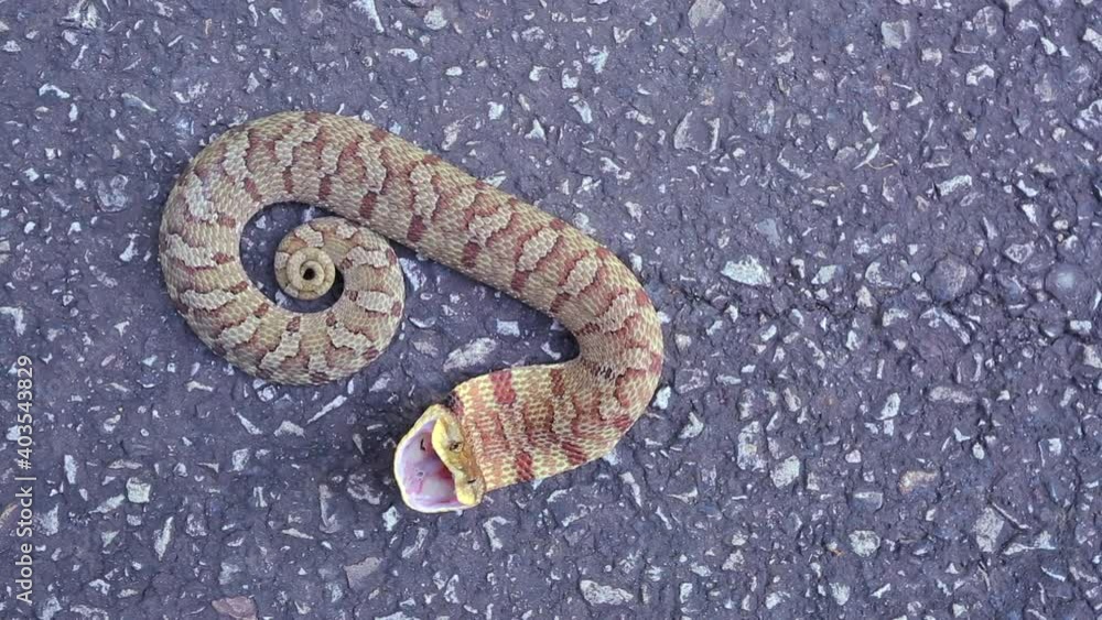 Medium close up looking down at an Eastern Hognose snake, Heterodon ...