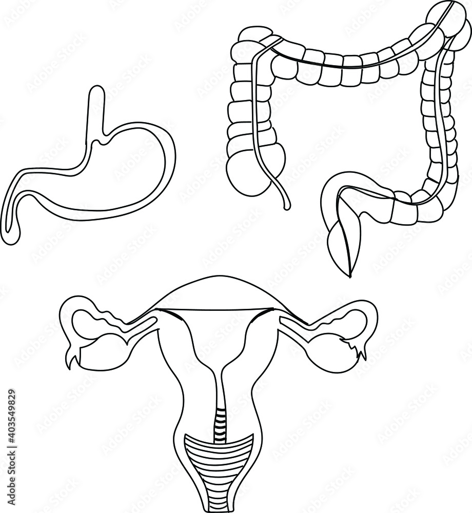 Set of human internal organs including stomach, intestine, uterus ...