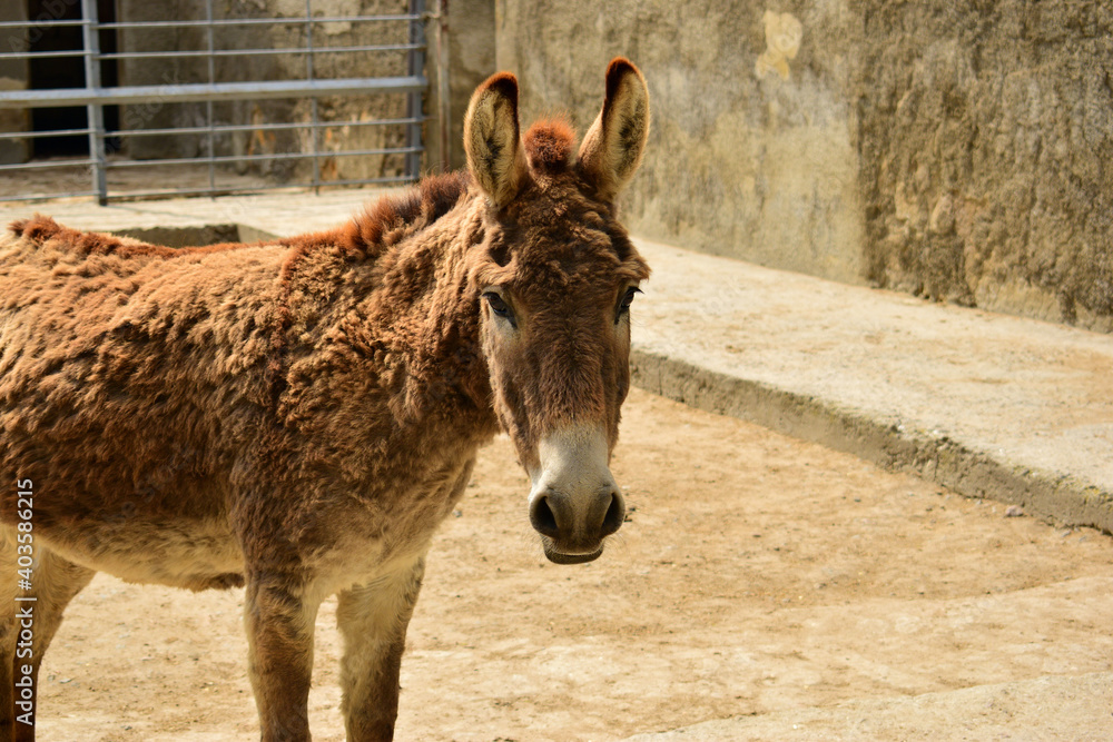 Foto de photo of a donkey. a very common farm animal. powerful, strong ...