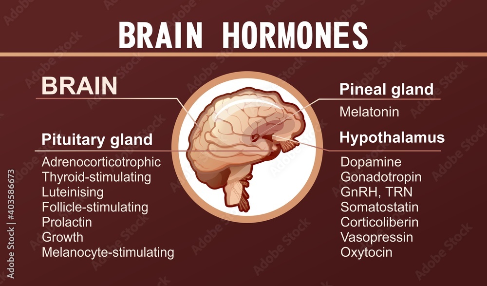 human brain hormones information poster Stock Vector | Adobe Stock