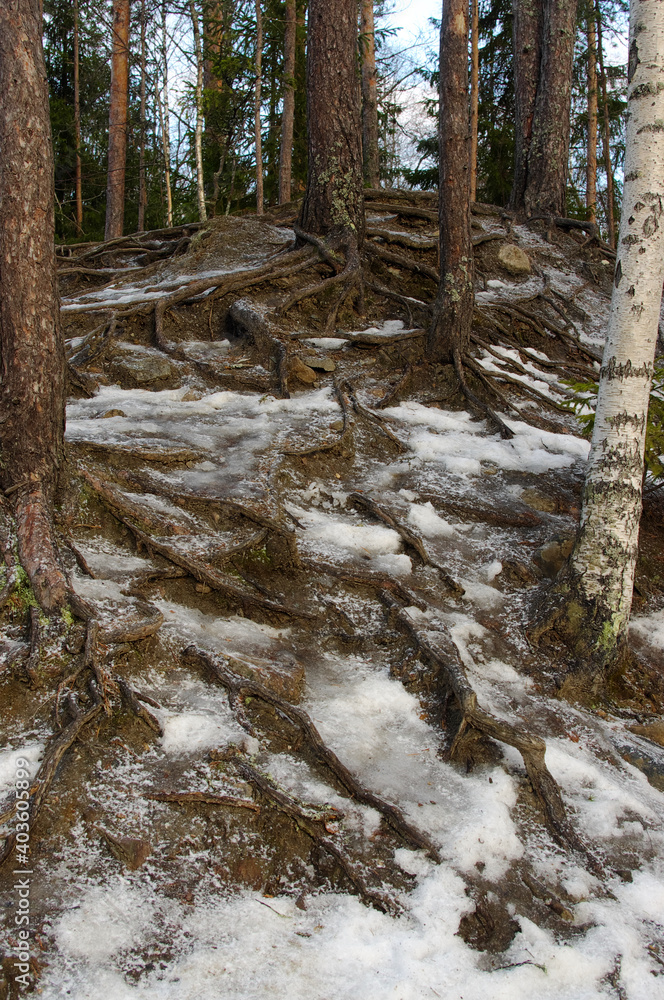 Intertangling pine tree roots on a hillside in winter season Stock ...