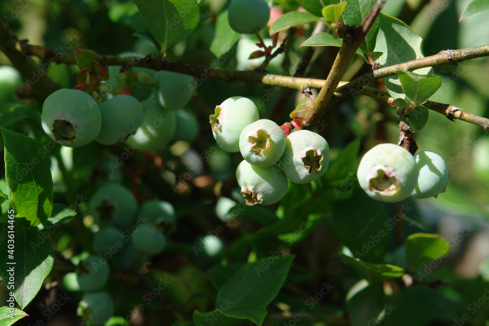 Vaccinium corymbosum, the highbush blueberry (also known as blue or ...