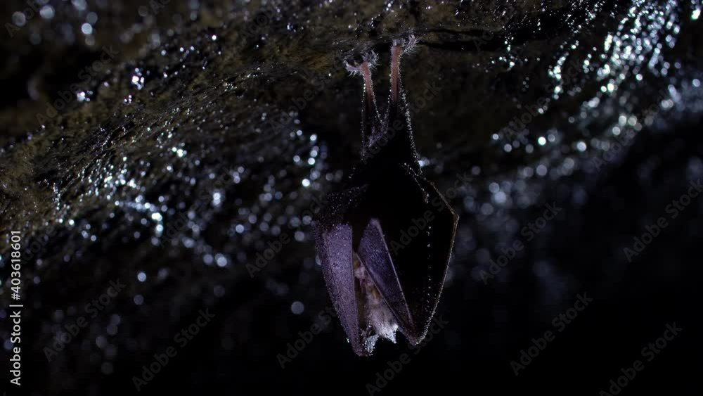 Close up small shaking horseshoe bat hanging from top of cold natural ...
