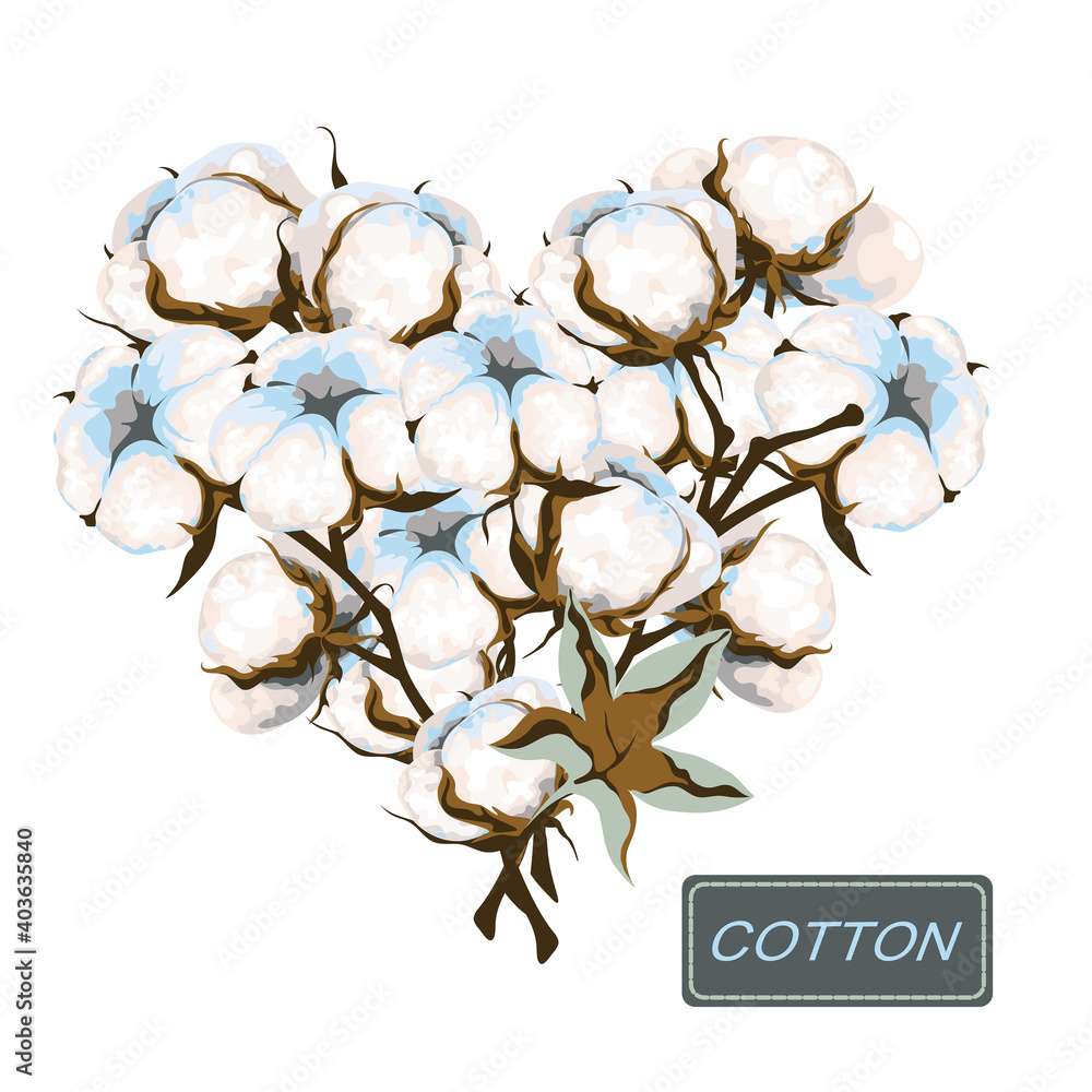 Heart shaped of cotton branch on a white background. White fiber bolls ...