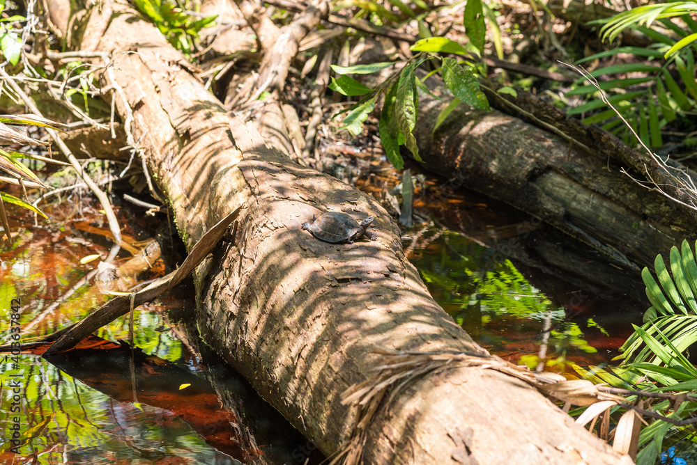 Tortoise at sunbathing on a tree trunk in the Bako National Park in ...
