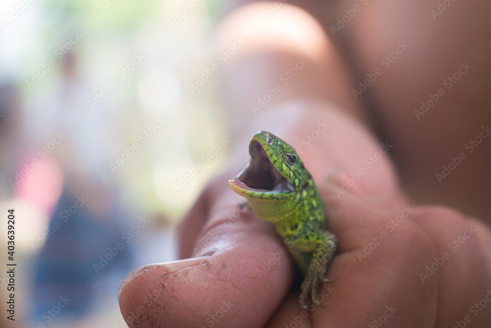 The lizard is green. Lizard in the hands of a man. The lizard opened ...