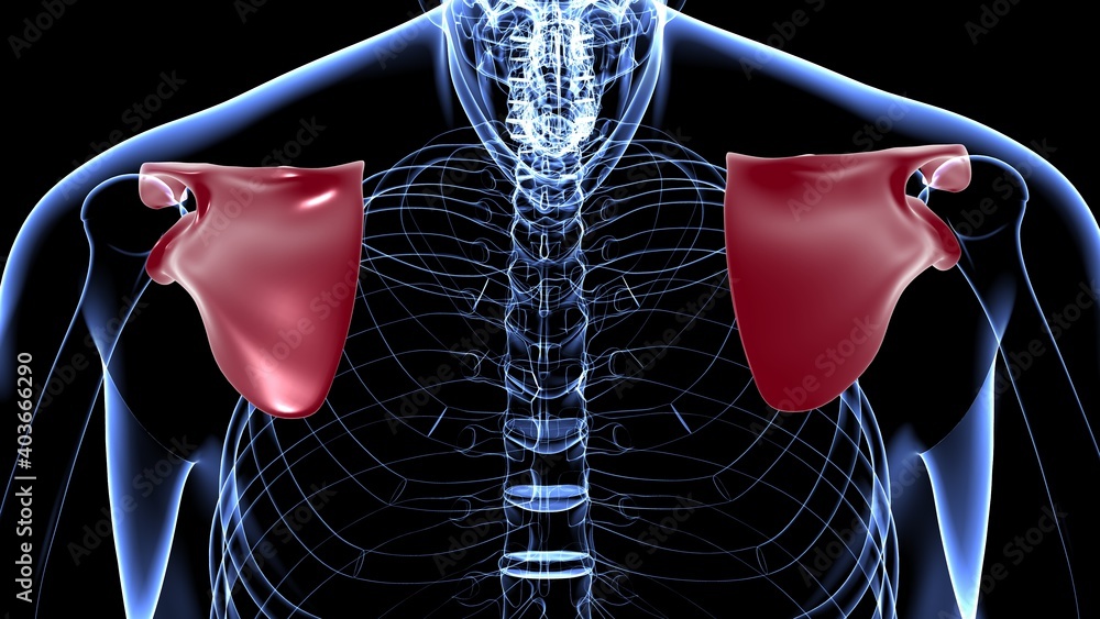 Human skeleton anatomy Scapula Bone 3D Rendering Stock Illustration ...