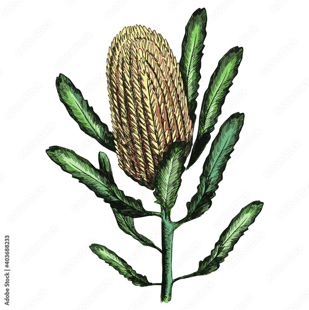 Gold , yellow banksia flowers. Banksia prionotes, australia native wild ...