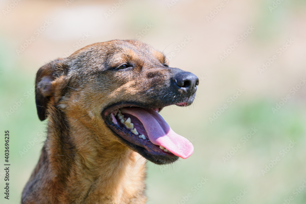 Portraits of stray dogs and dogs from shelter. They are living in city ...