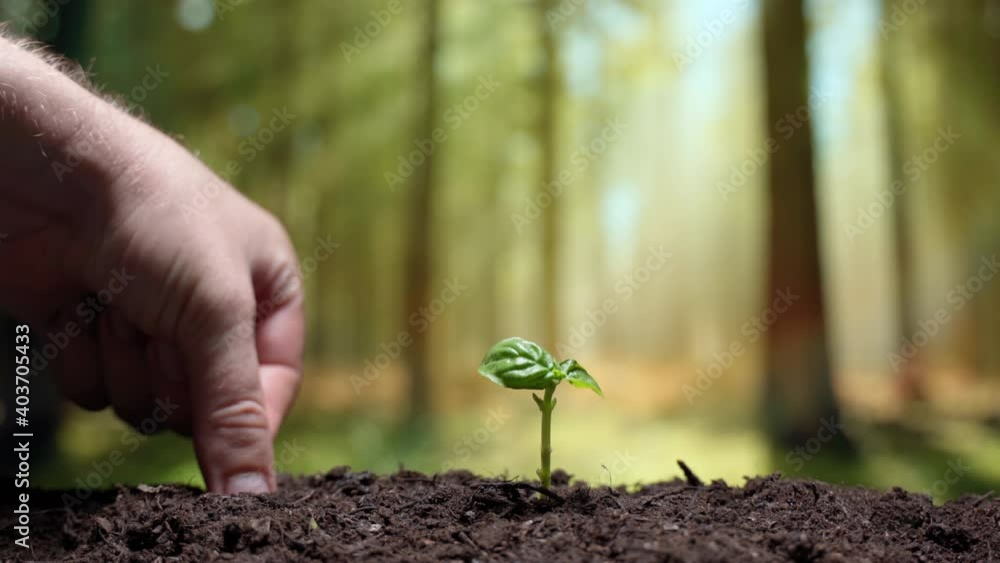 Process of plants cultivation on field plantations, farmer planting ...