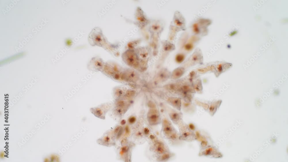 The rotifer, Rotifera, commonly called wheel animals under the ...