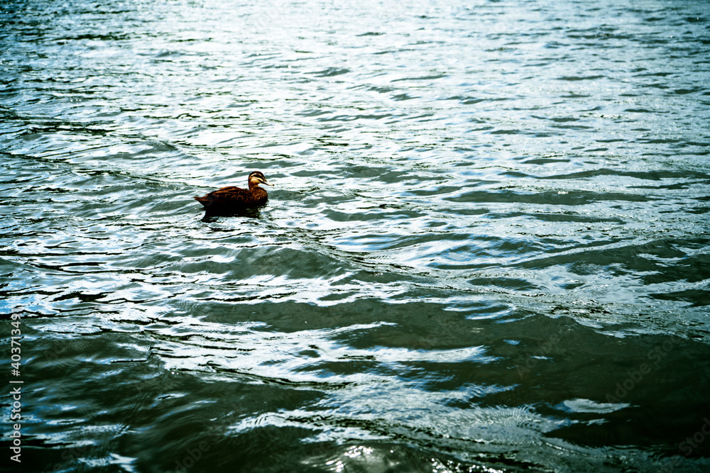 Lone duck swimming. Body of blue/ green water extending across the ...