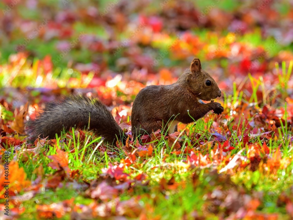 紅葉に囲まれて好物の実を食べるエゾリス＠北海道 Stock 写真 | Adobe Stock